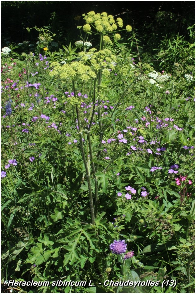 Flore des bords des routes, chemins, des villages - Mézenc exceptionnel