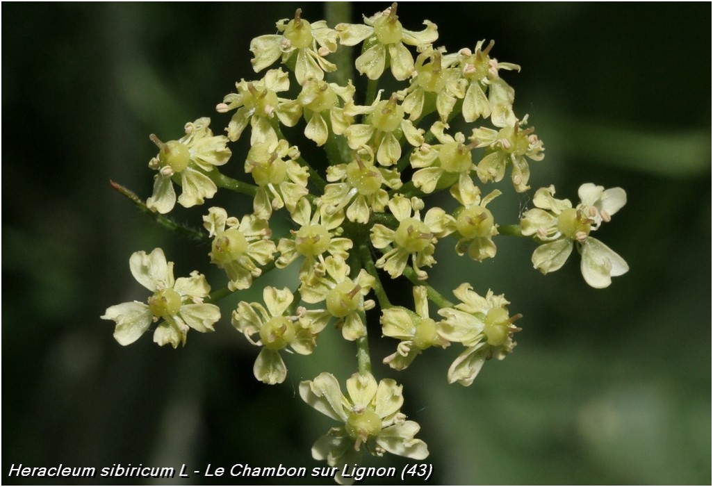 Flore des bords des routes, chemins, des villages - Mézenc exceptionnel